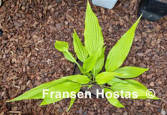 Hosta Chris' A lalalala long - Fransen Hostas Hosta Chris' A lalalala long - Fransen Hostas